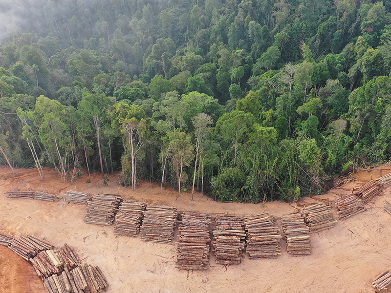 New EU Deforestation-Free Regulation: What it will mean for obligated ...